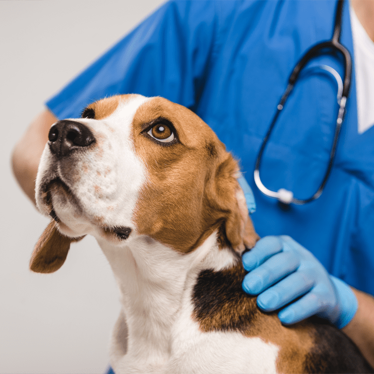 Cat & Dog Wellness Exams in Plano, TX | Humane Animal Medical ...